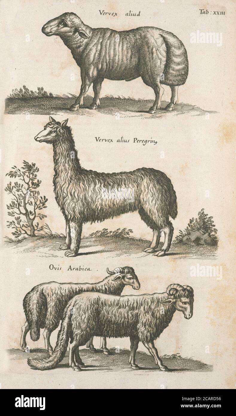 vintage animal illustration vintage classical artistic drawing Stock ...