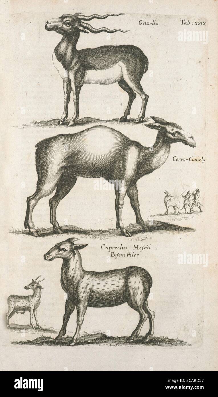 vintage animal illustration vintage classical artistic drawing Stock ...