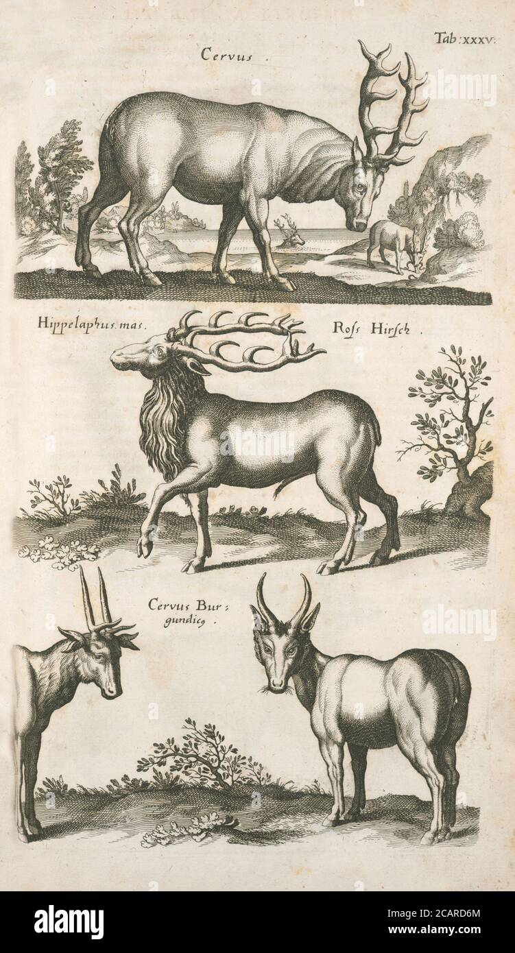 vintage animal illustration vintage classical artistic drawing Stock ...