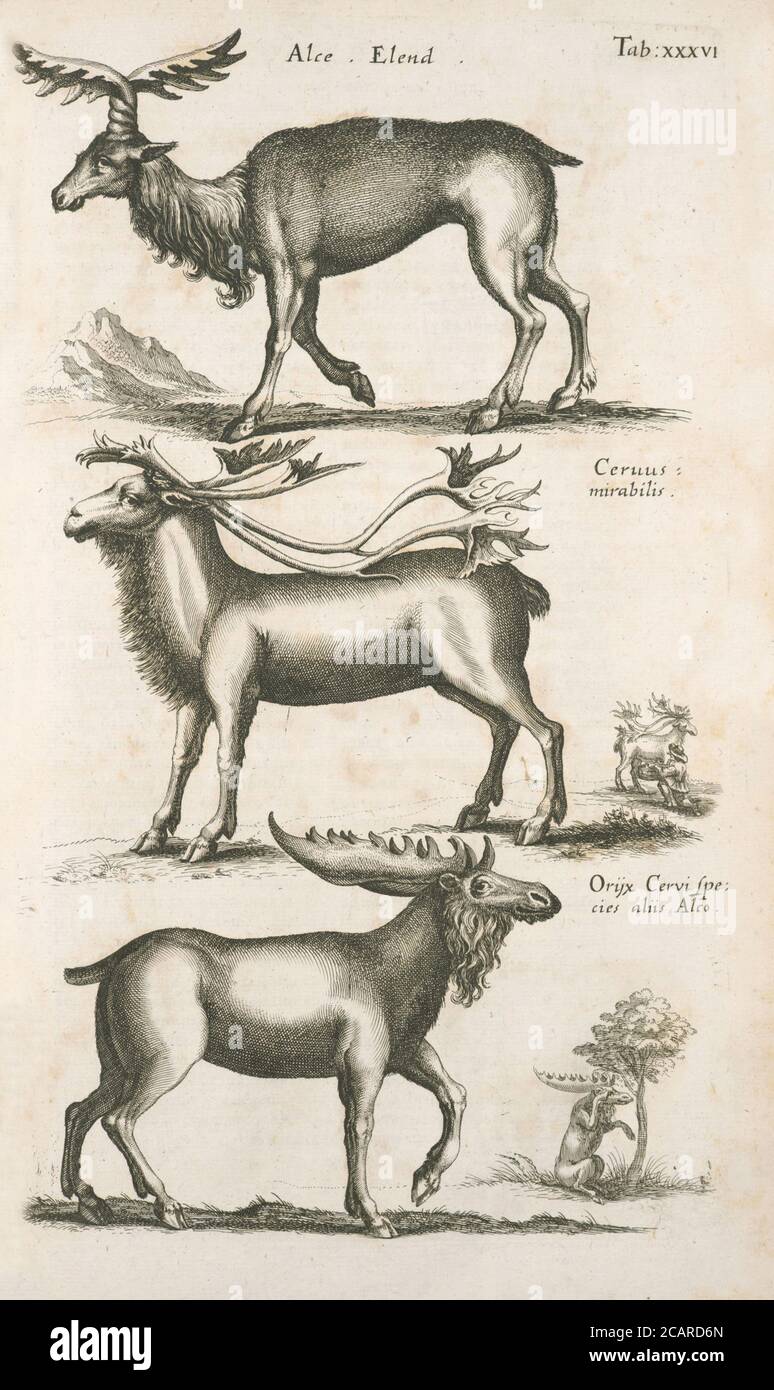 vintage animal illustration vintage classical artistic drawing Stock ...