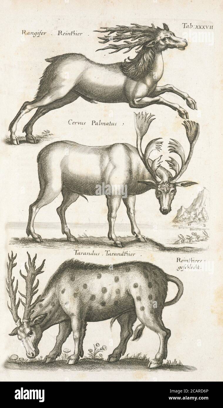 vintage animal illustration vintage classical artistic drawing Stock ...