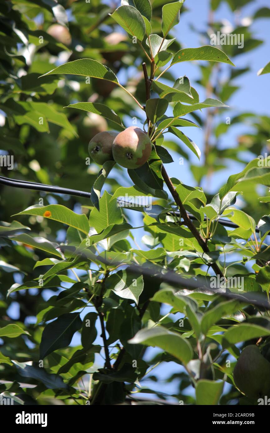 Beautiful pear fruit tree growing in the summer kitchen garden Stock ...