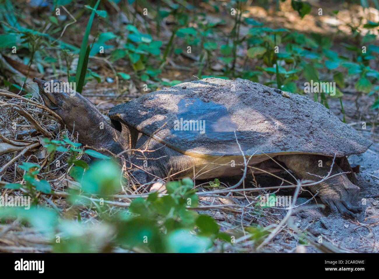 Anatomy of the turtle shell hi-res stock photography and images - Alamy