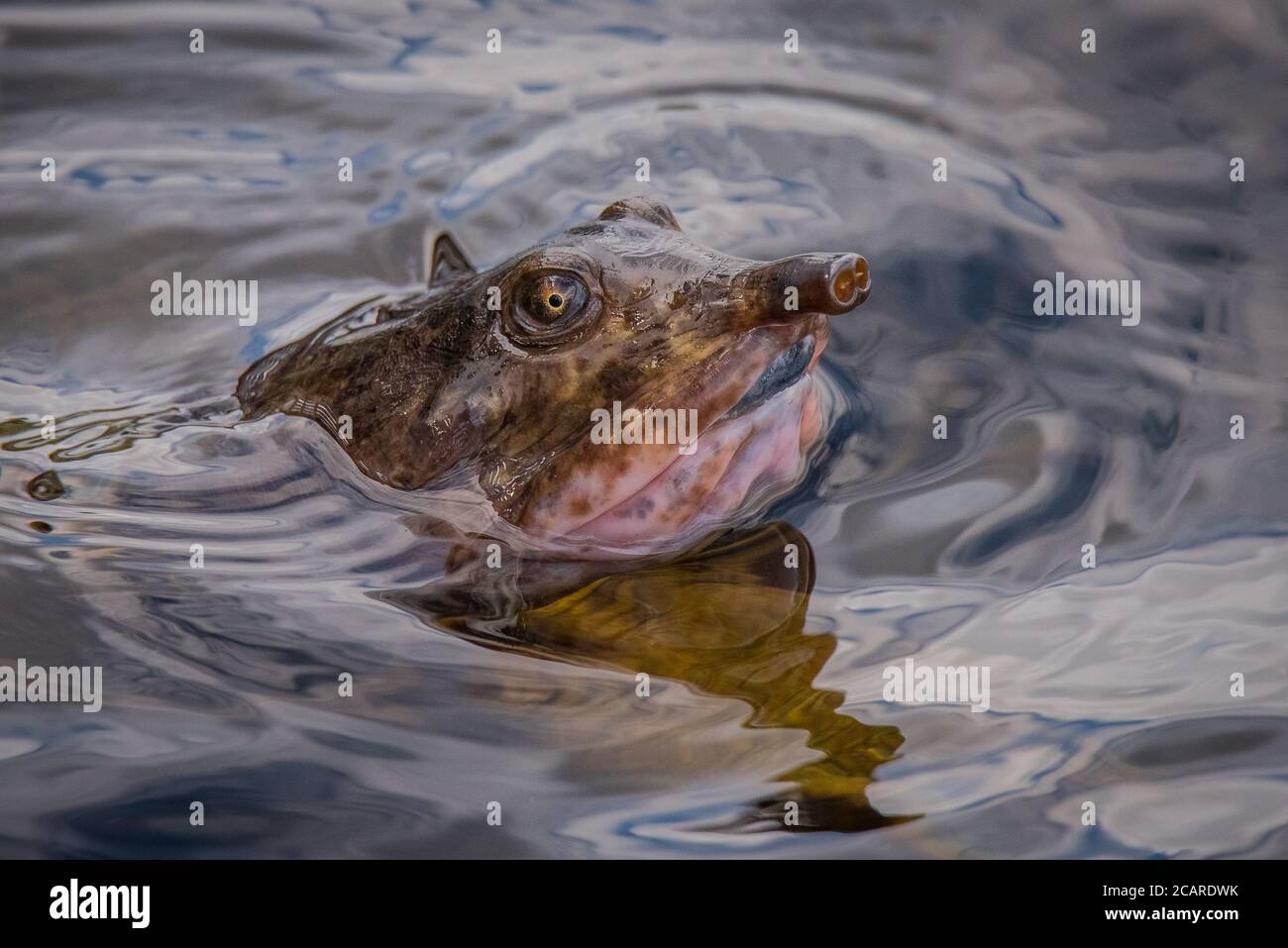 Florida Soft-shell Turtle peeking out from the water Stock Photo - Alamy