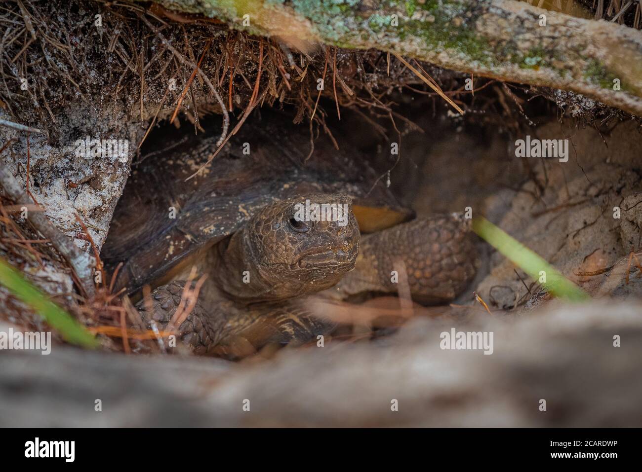 Gopher Tortoise hiding in its burrow Stock Photo - Alamy
