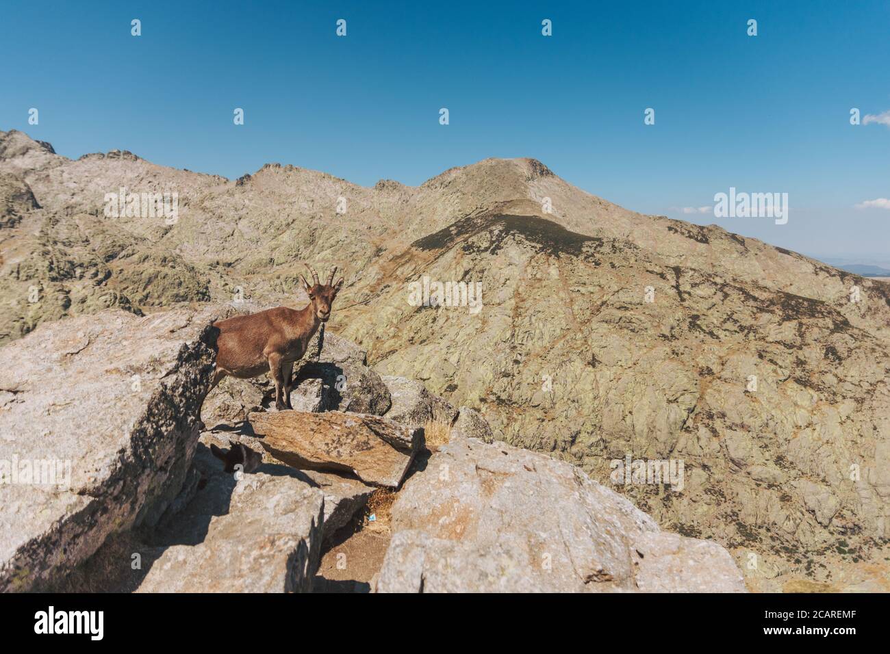 Male spanish goat hi-res stock photography and images - Alamy