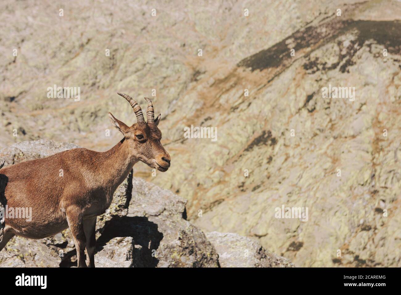 Male spanish goat hi-res stock photography and images - Alamy