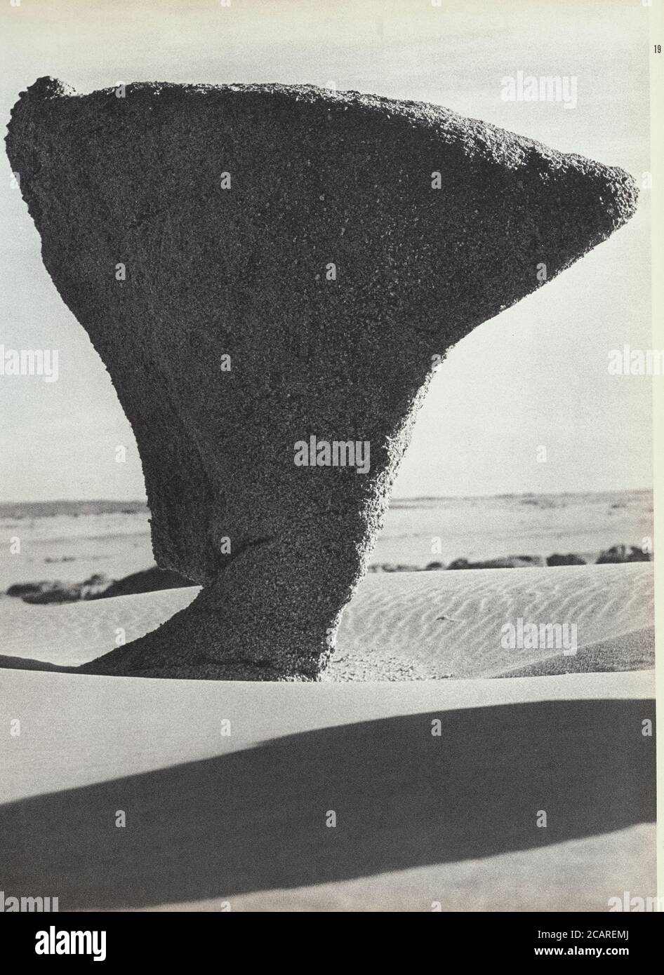 vintage animal illustration vintage classical artistic drawing Stock ...