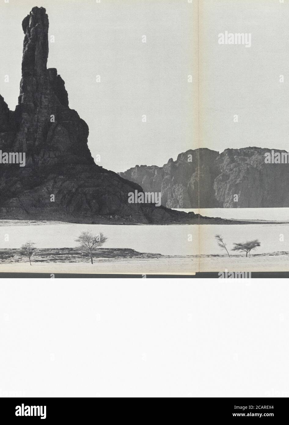 vintage animal illustration vintage classical artistic drawing Stock ...