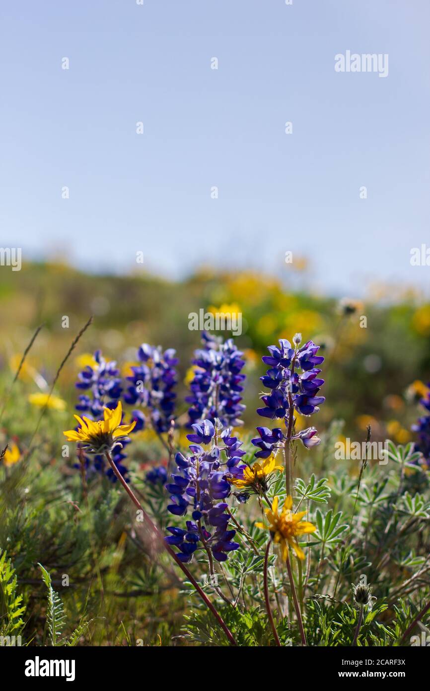Native shrub steppe hi-res stock photography and images - Alamy