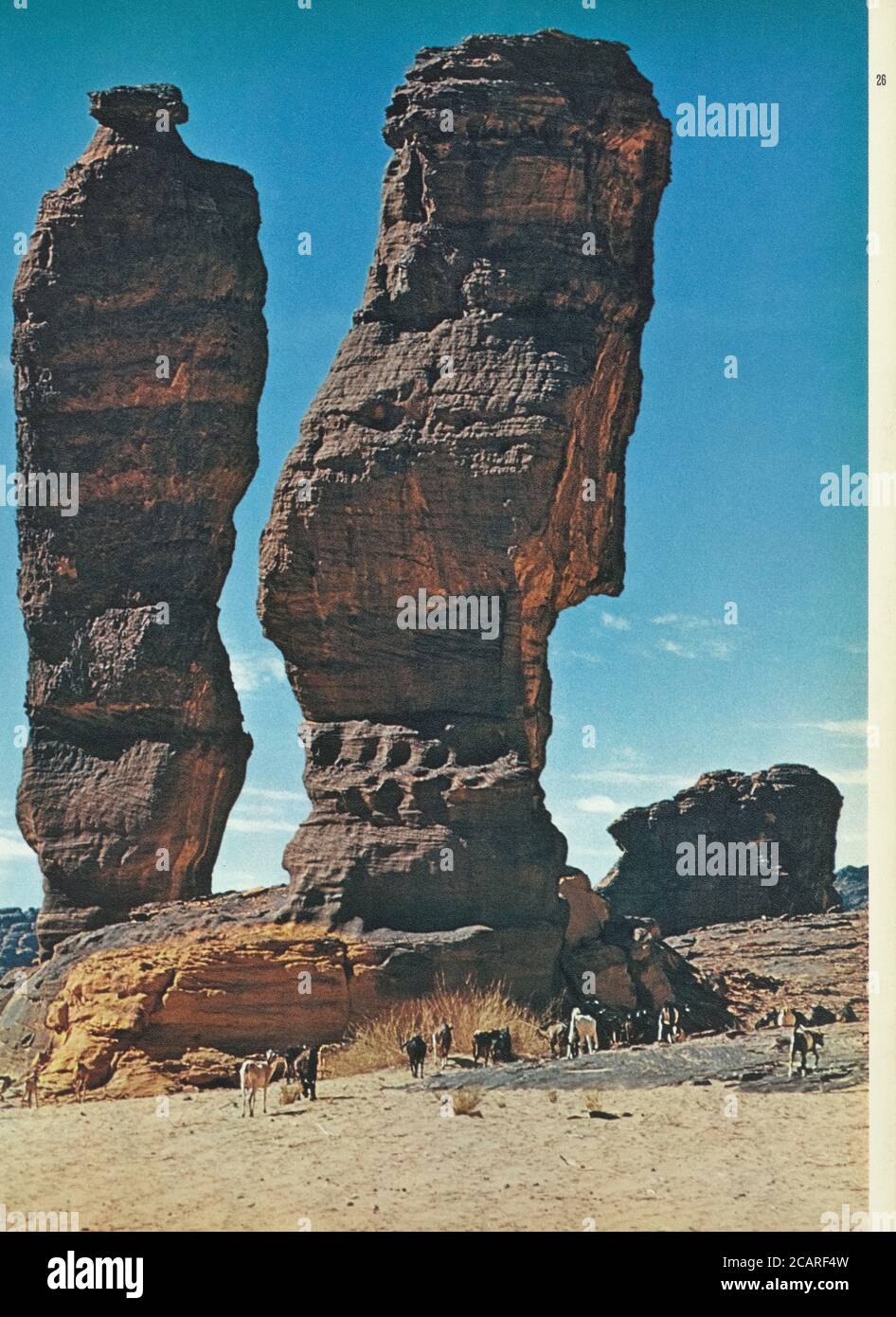 vintage animal illustration vintage classical artistic drawing Stock ...