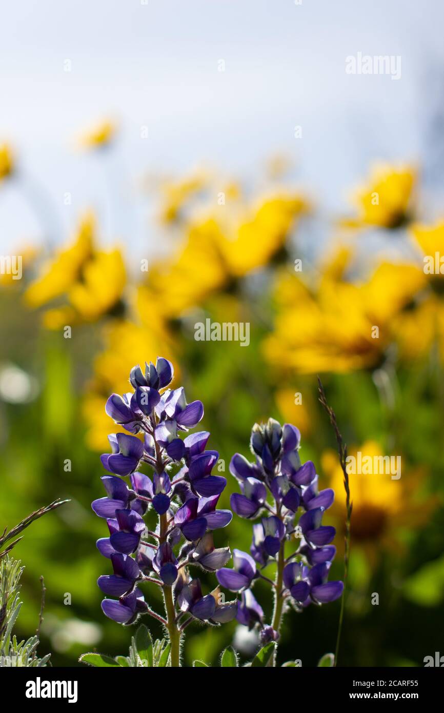 Beautiful mix of lupine and balsam root flowers growing on a shrub ...