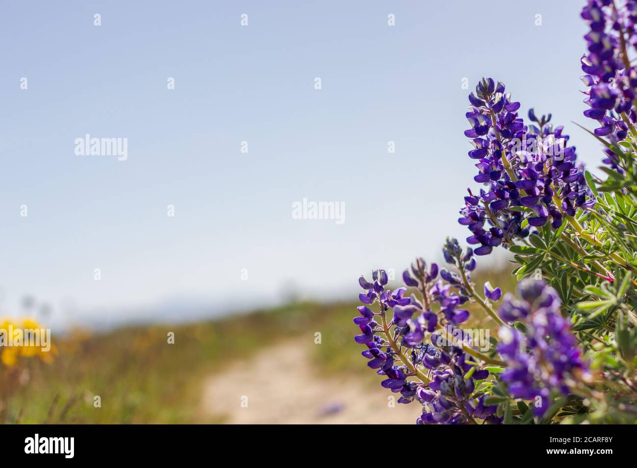 Beautiful mix of lupine and balsam root flowers growing on a shrub ...