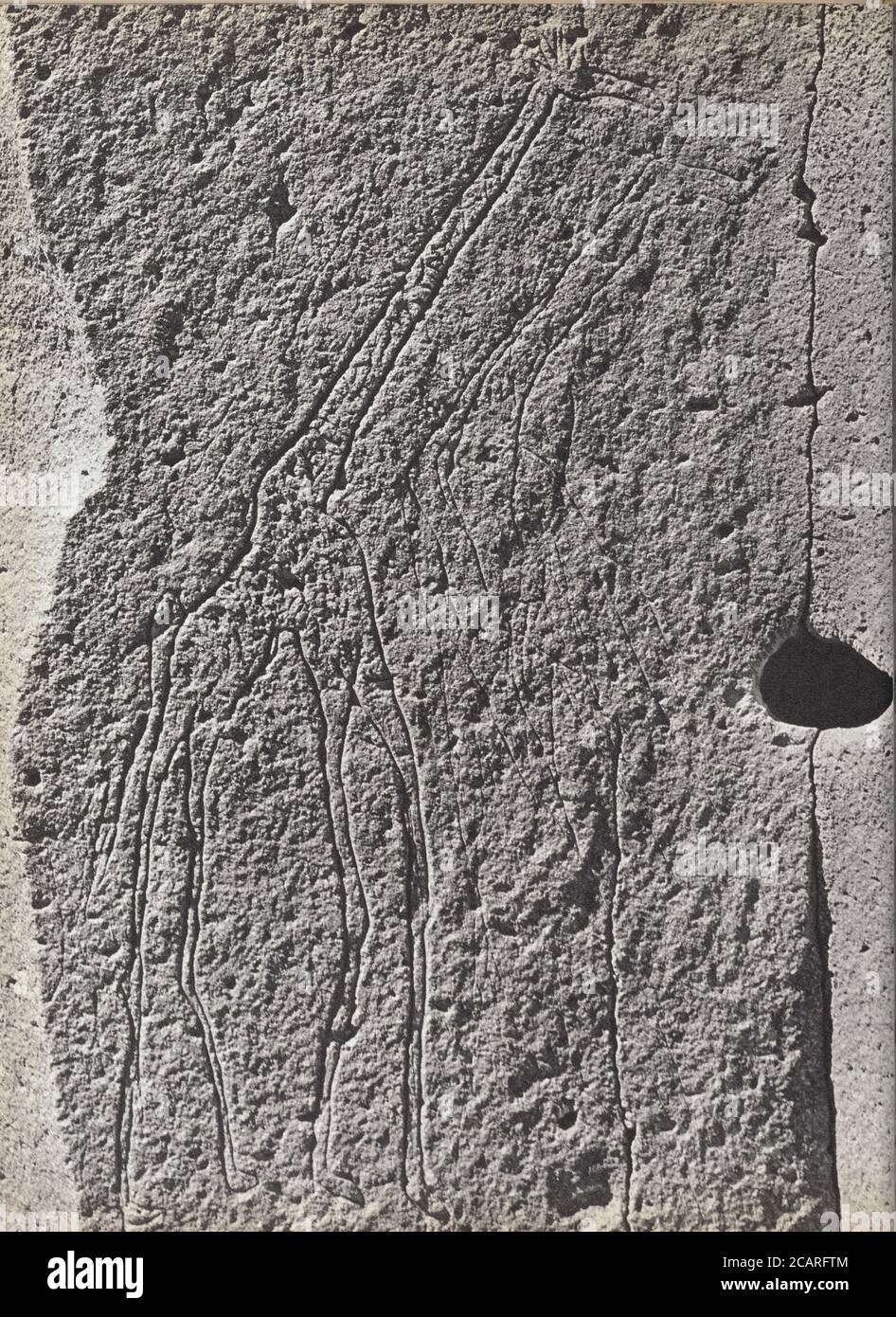 vintage animal illustration vintage classical artistic drawing Stock ...