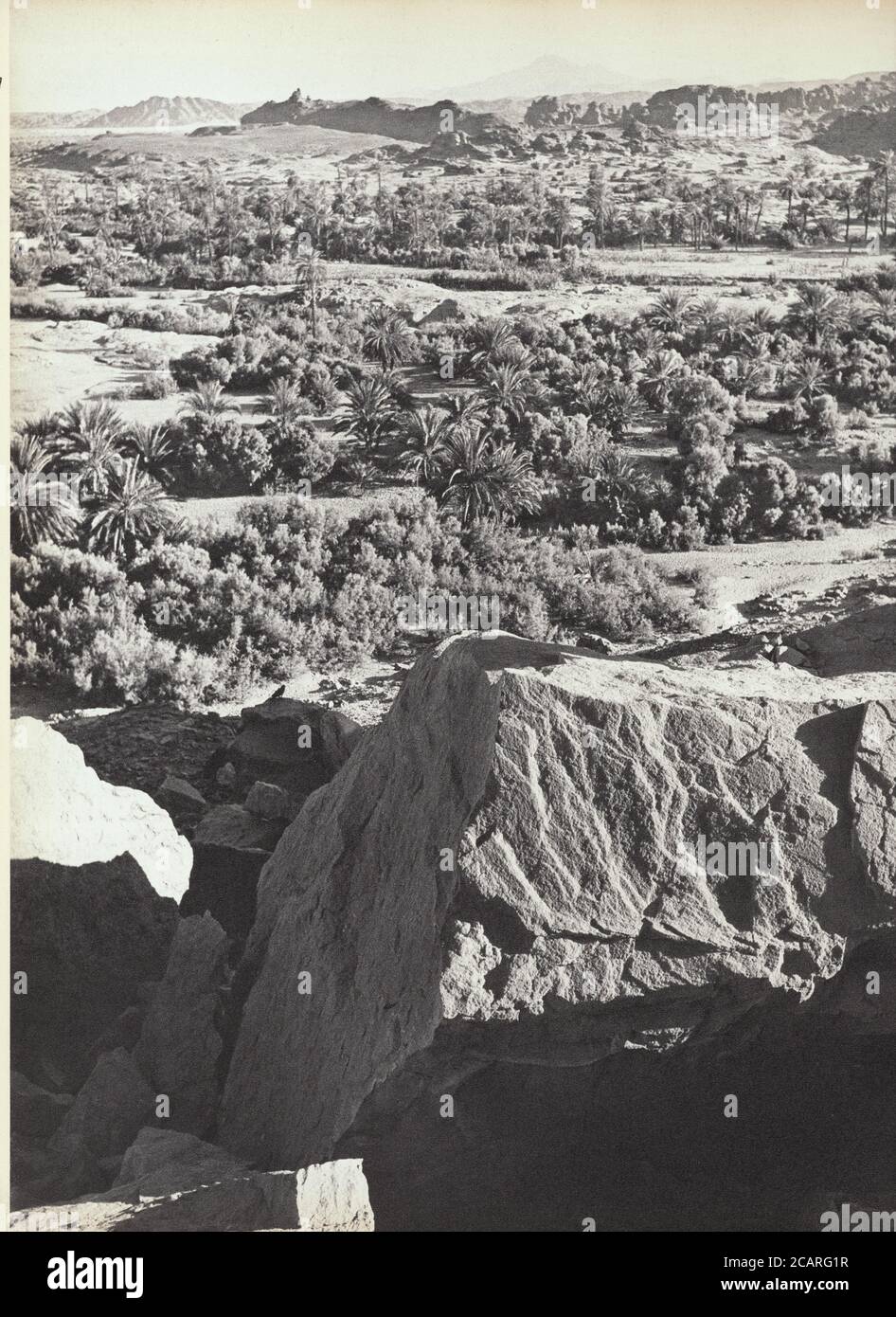 vintage animal illustration vintage classical artistic drawing Stock ...