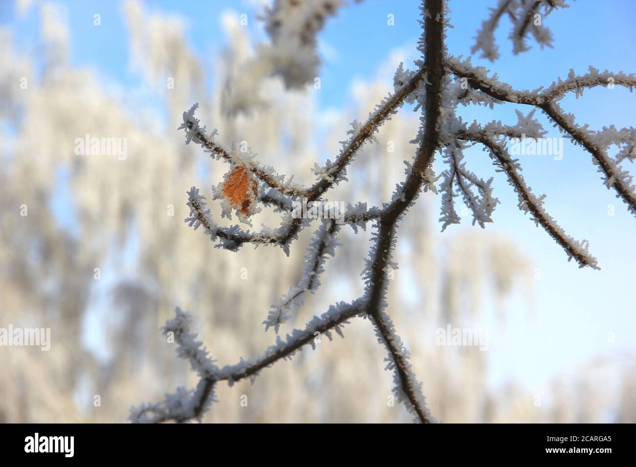 Delicate flakes of snow and ice on evergreen tree leaves and pine ...