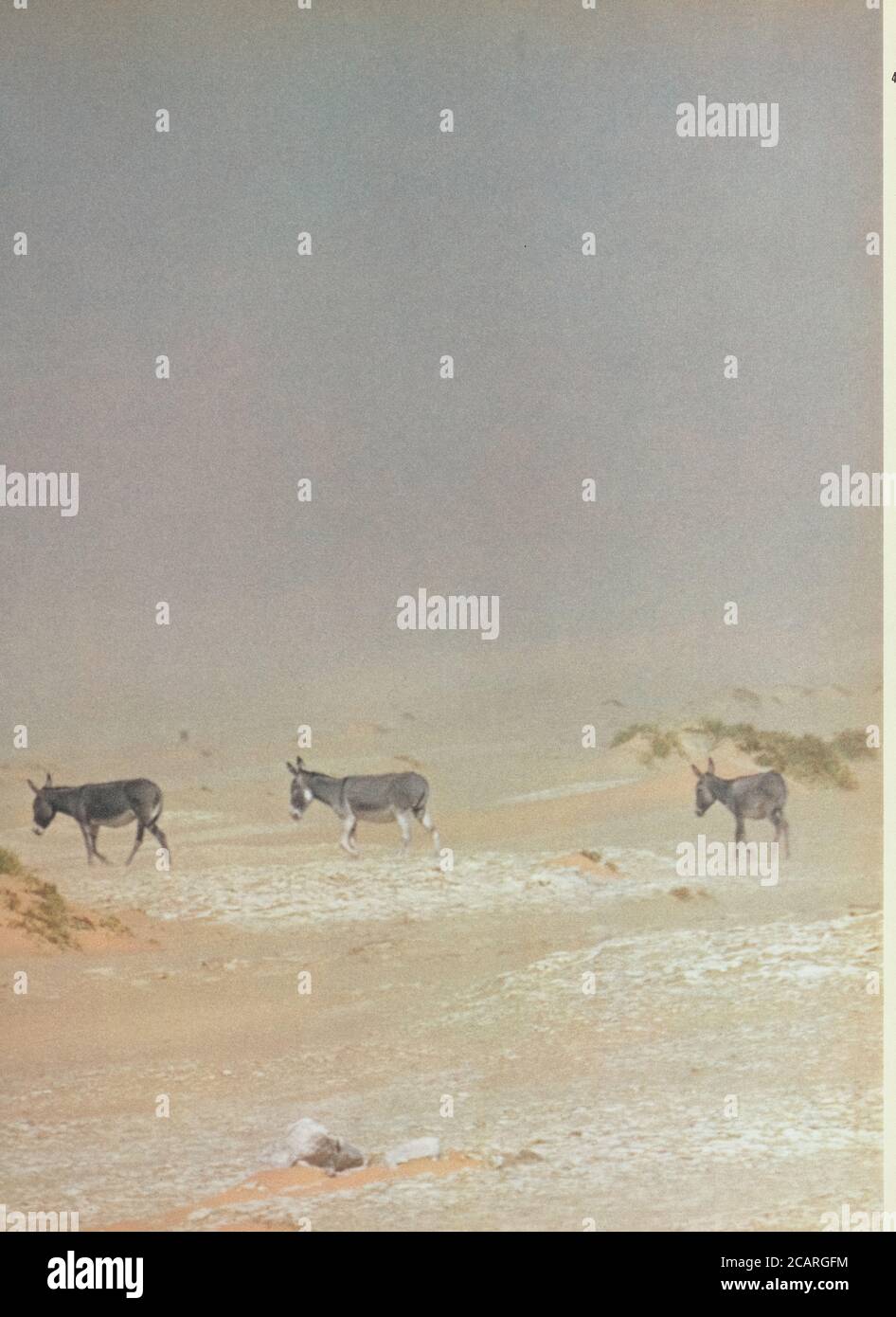 vintage animal illustration vintage classical artistic drawing Stock ...