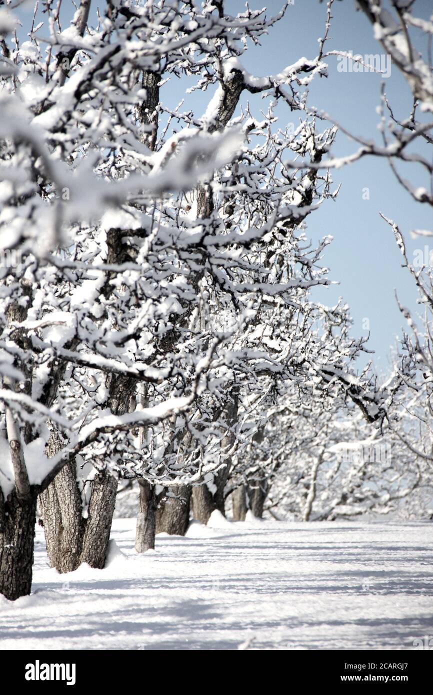 Johnson orchards hi-res stock photography and images - Alamy