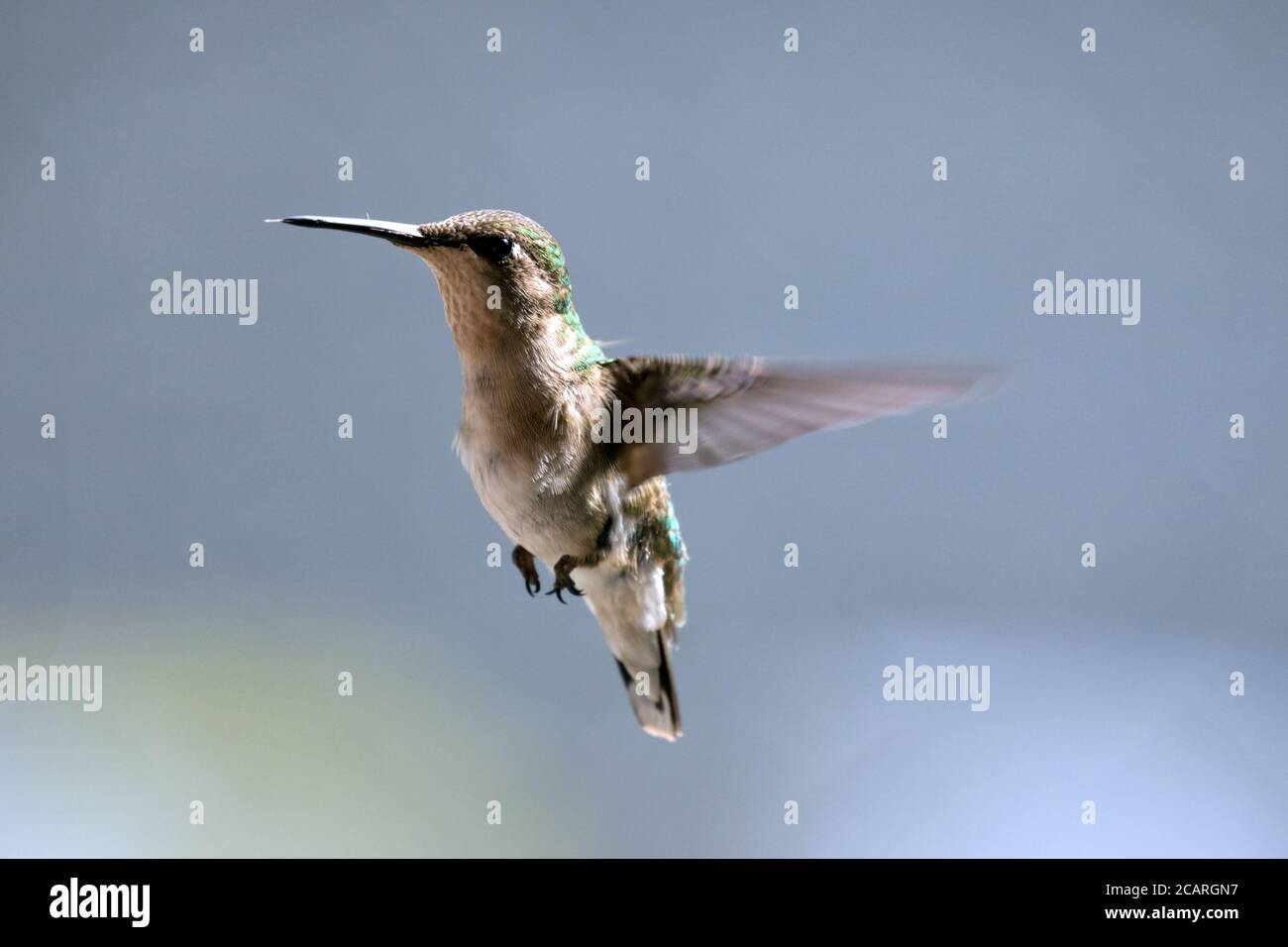 Female Ruby Throated Hummingbird in flight Stock Photo - Alamy