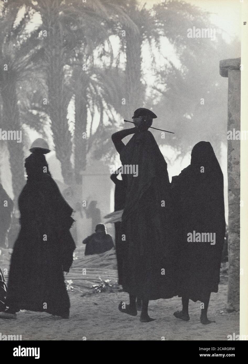 vintage animal illustration vintage classical artistic drawing Stock ...