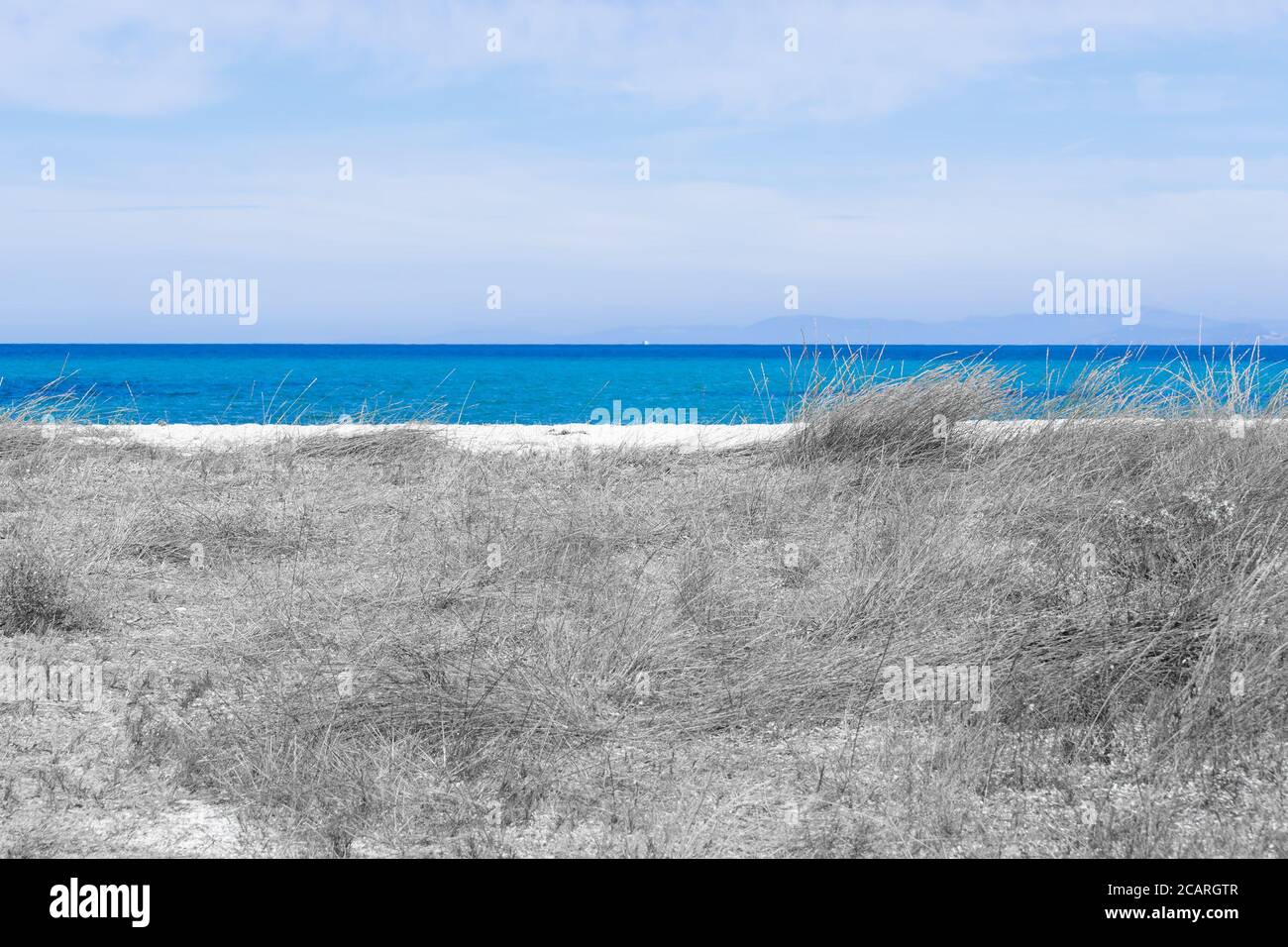dry plants by the blue shore. Processed for selective desaturation ...