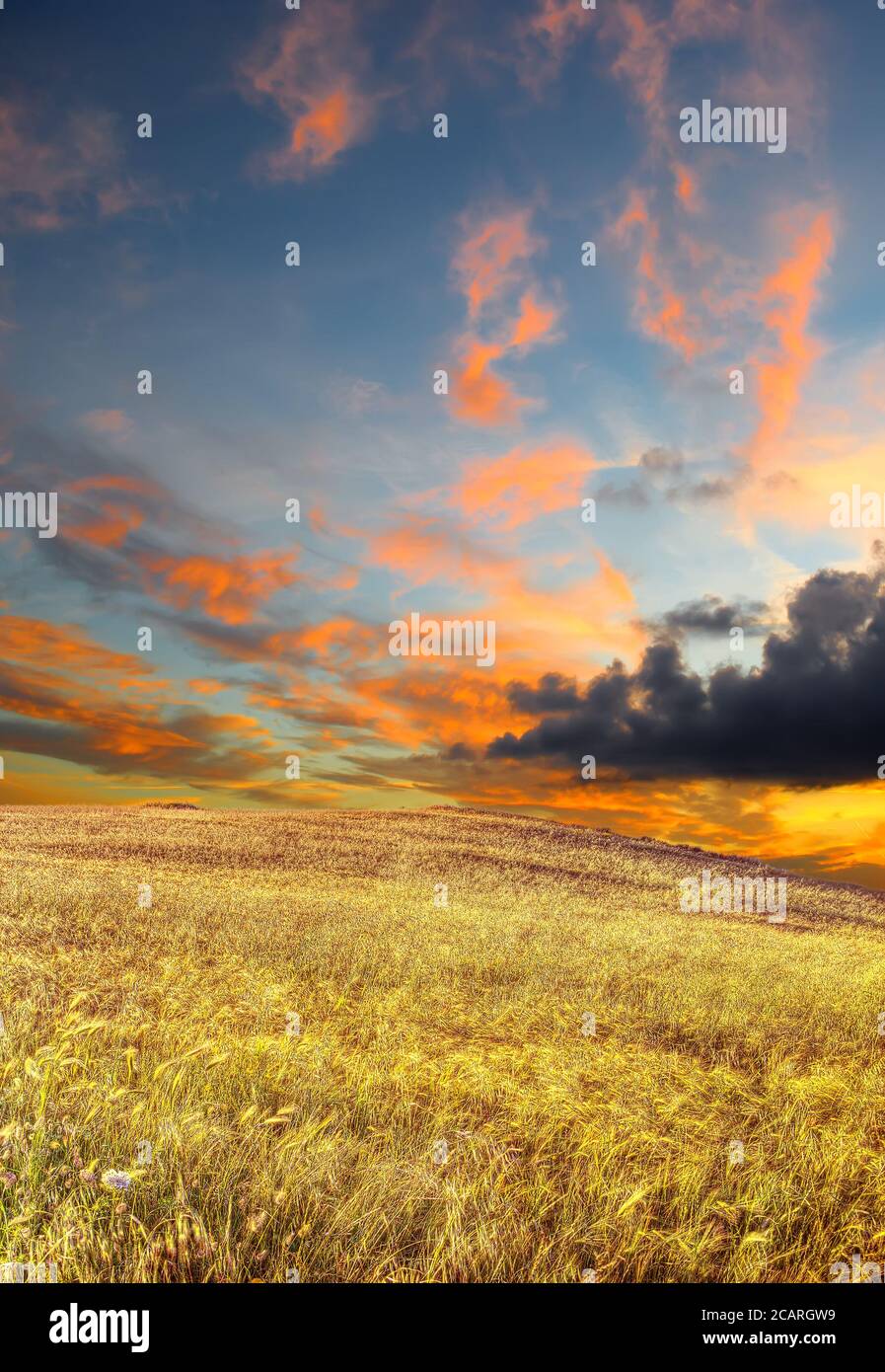 Endless barley field under hi-res stock photography and images - Alamy
