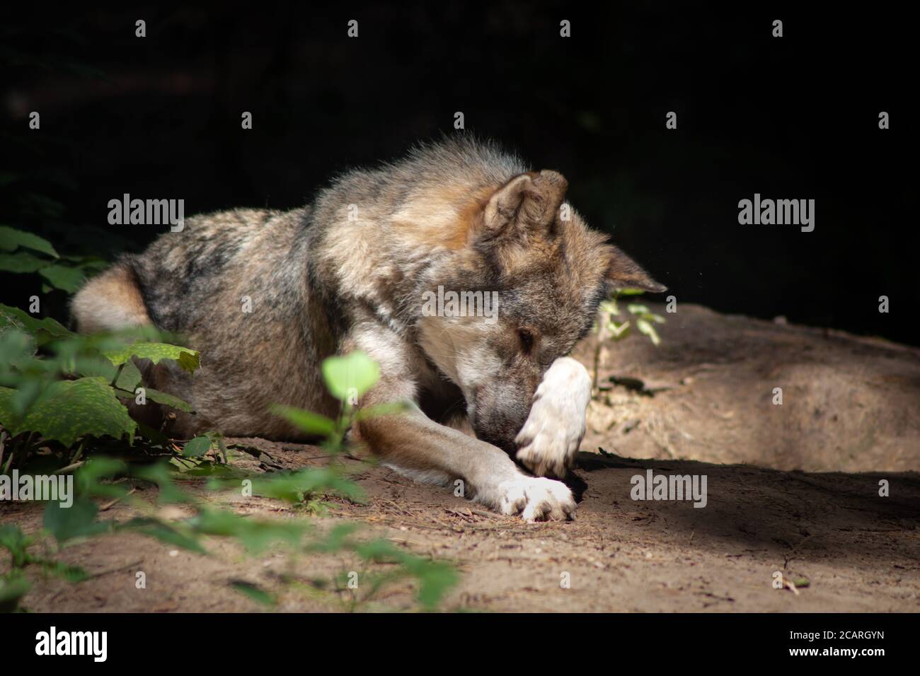 Wolf resting in the Forest Stock Photo - Alamy