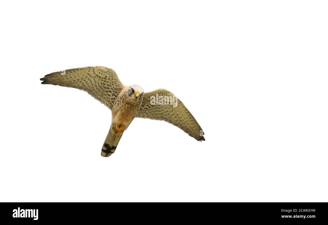 flying hawk isolated on white background Stock Photo - Alamy
