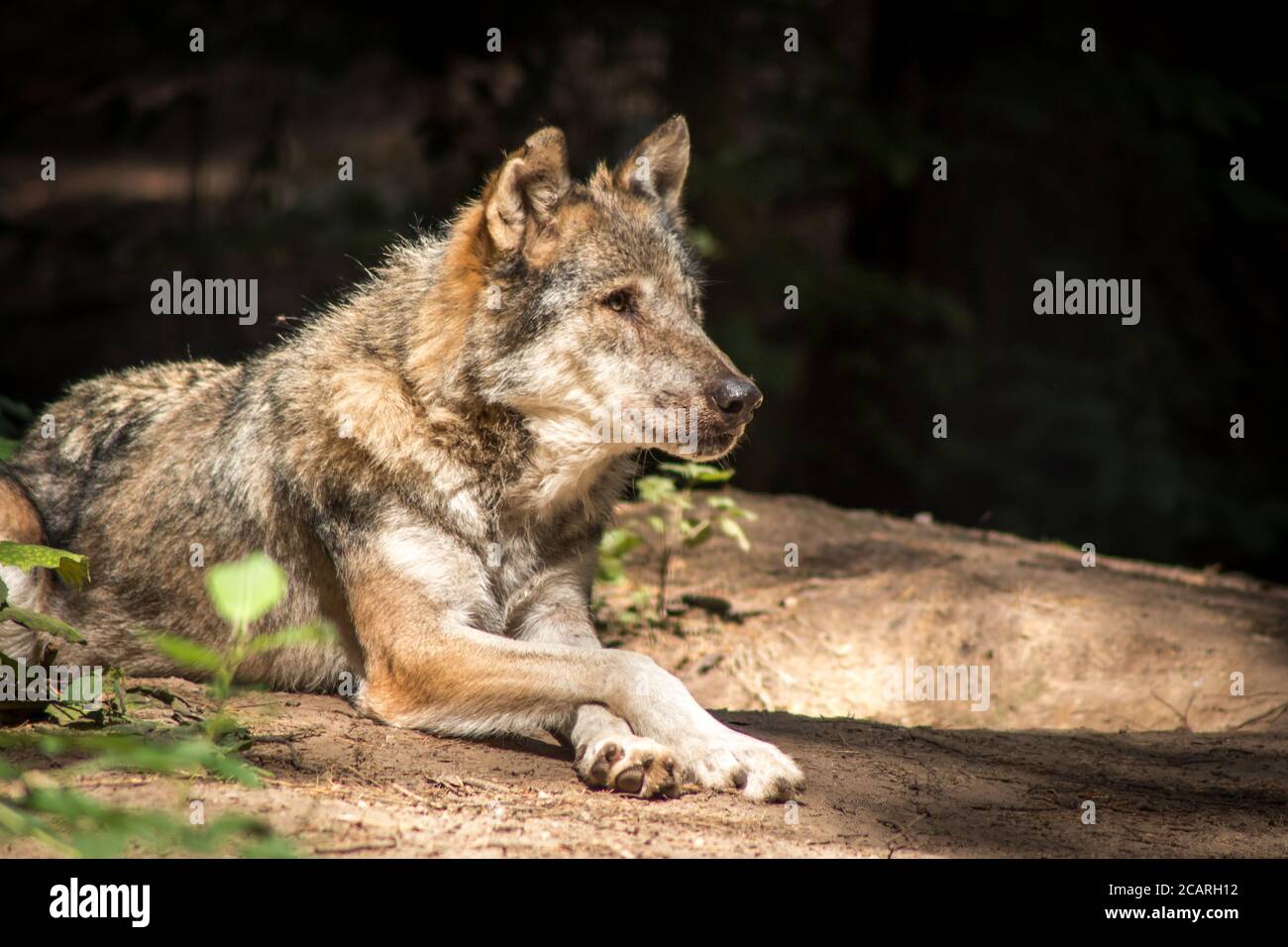 Wolf resting in the Forest Stock Photo - Alamy