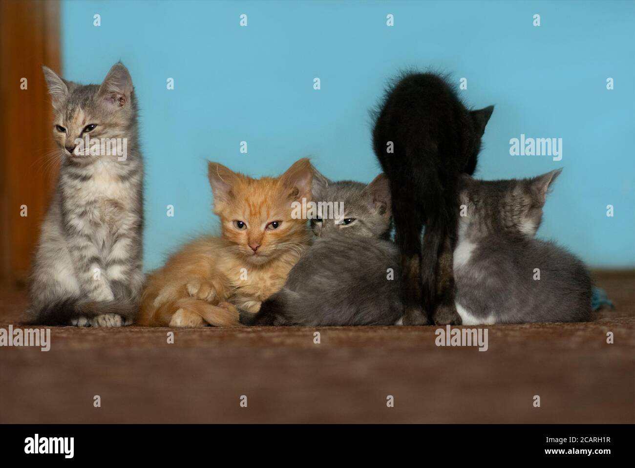 Group of different five kittens on the floor. Little kittens of ...