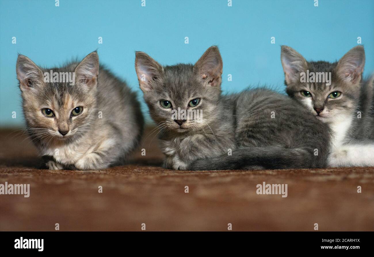 Three little kittens. Group kittens portrait. Group of different three ...