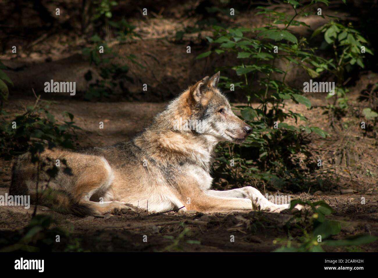 Wolf resting in the Forest Stock Photo - Alamy