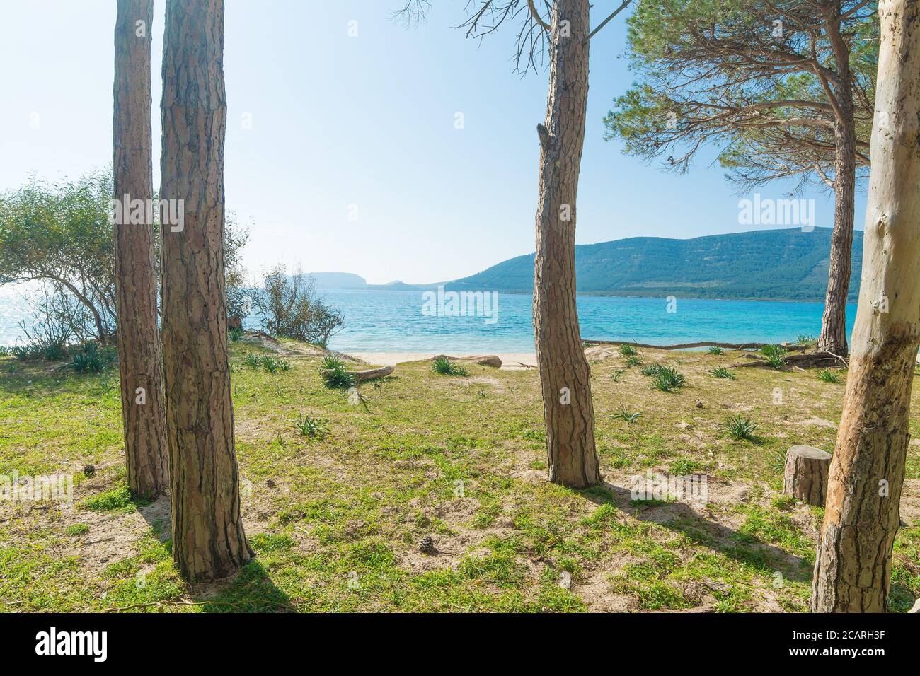 Pinewood by the sea in Mugoni beach, Sardinia Stock Photo - Alamy