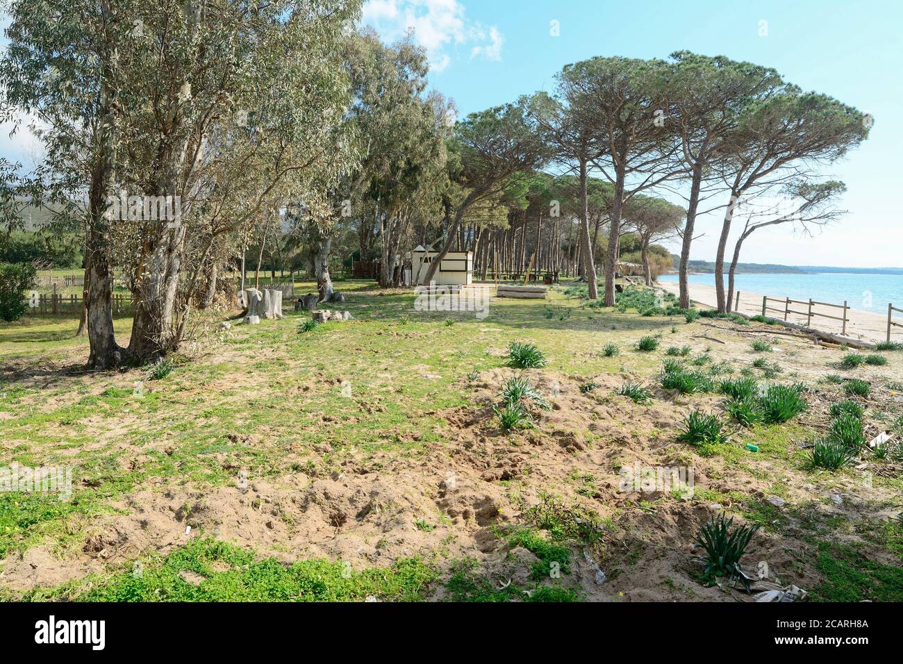 pinewood by the sea in Mugoni beach, Sardinia Stock Photo - Alamy