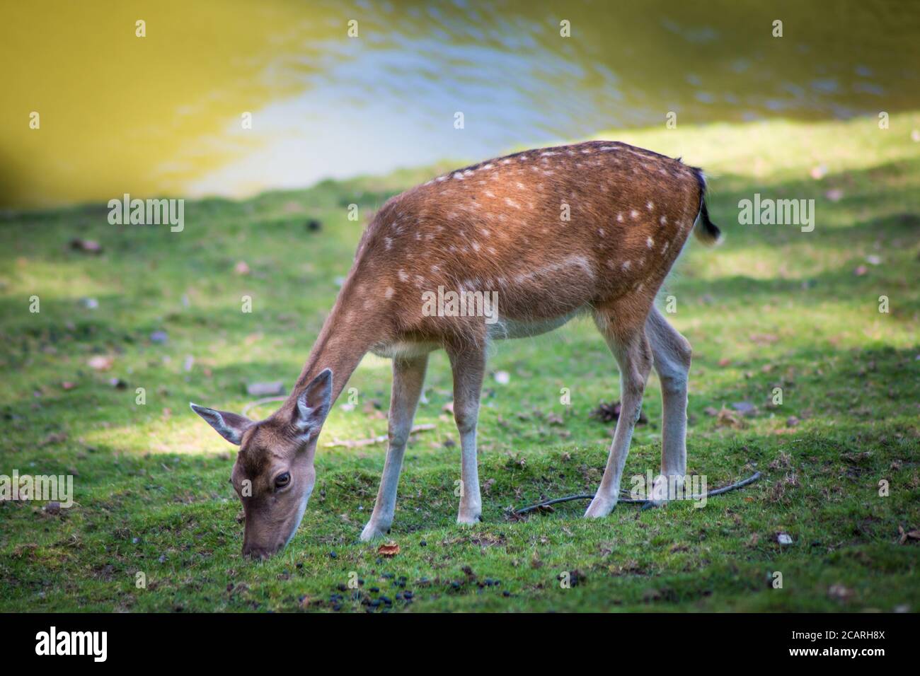 Herbivores animals hi-res stock photography and images - Alamy