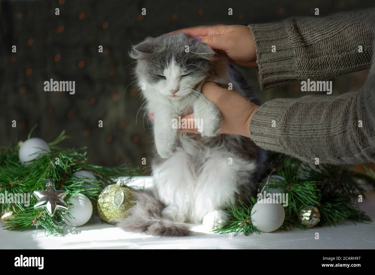 Kitten broke a Christmas tree. Cat destroys Christmas tree. Woman ...