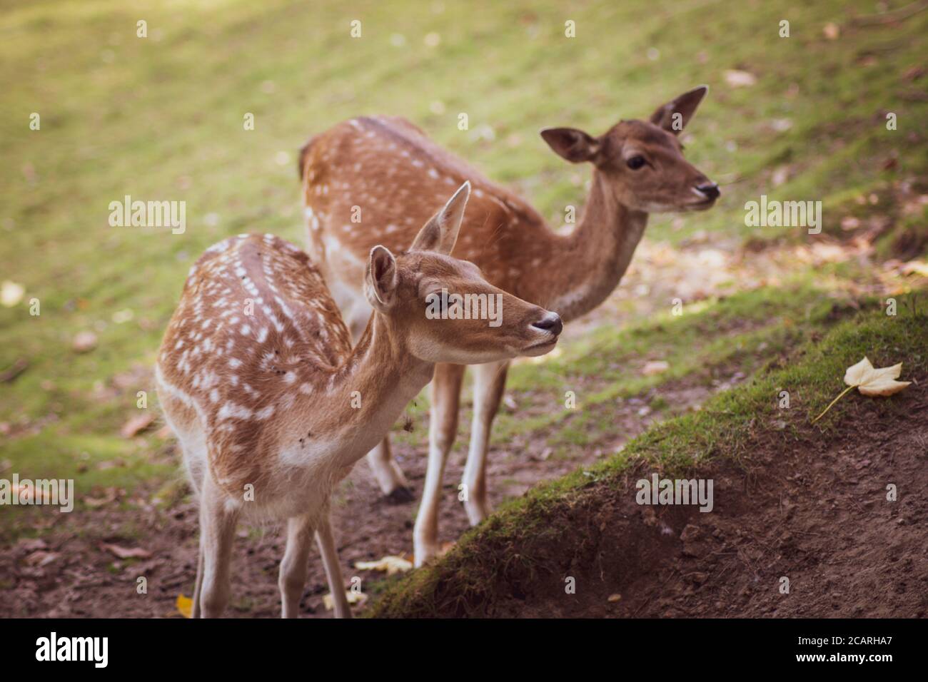 Herbivores animals hi-res stock photography and images - Alamy