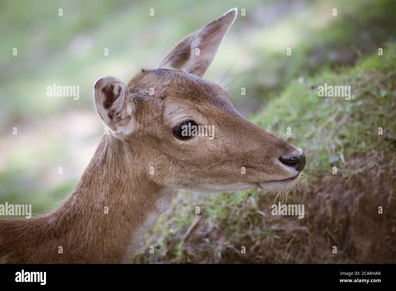 Herbivores animals hi-res stock photography and images - Alamy