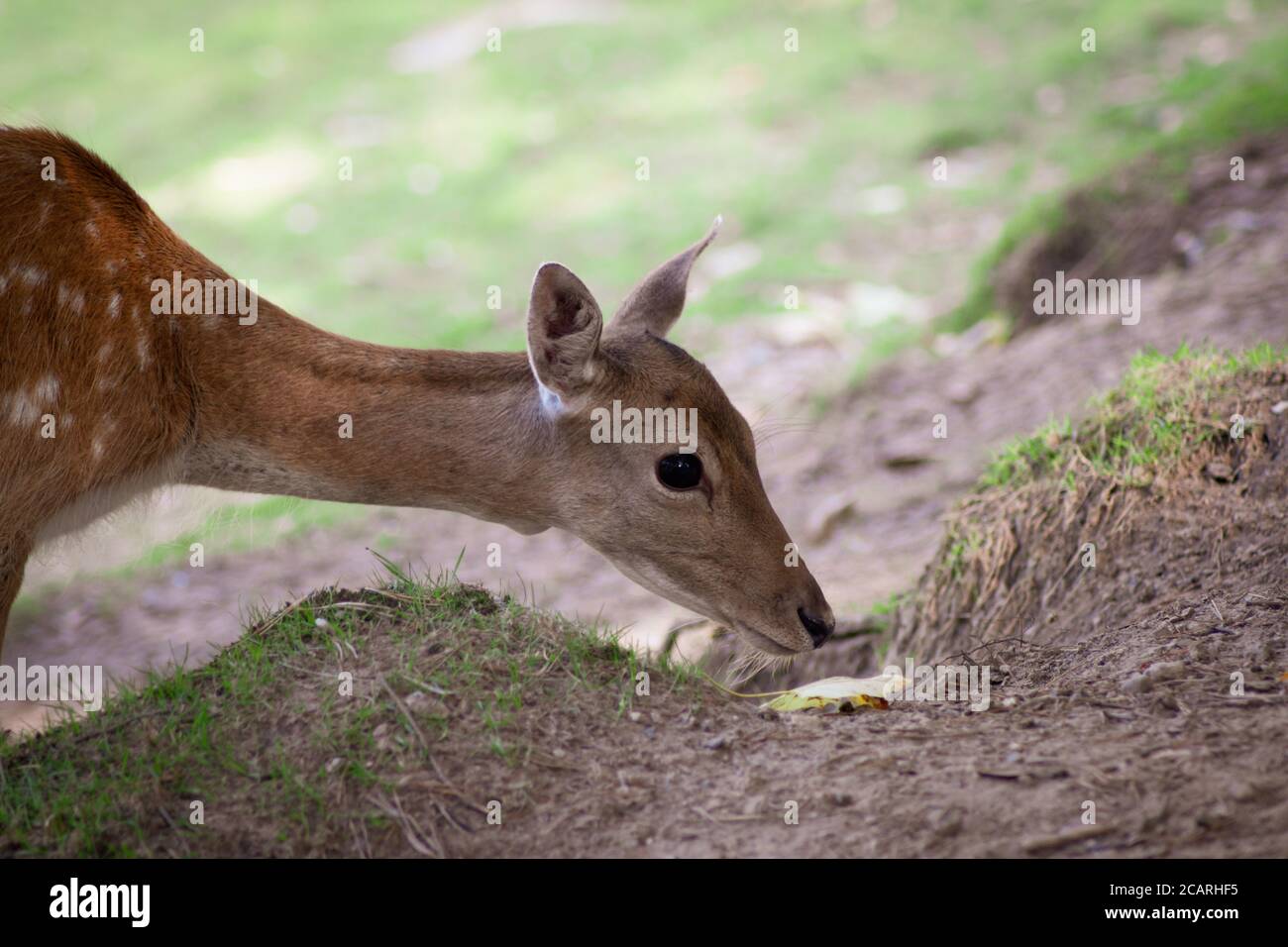 Herbivores animals hi-res stock photography and images - Alamy