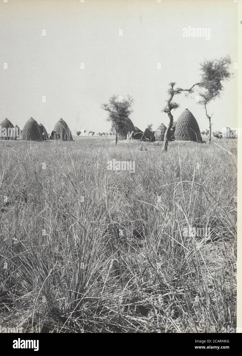 vintage animal illustration vintage classical artistic drawing Stock ...