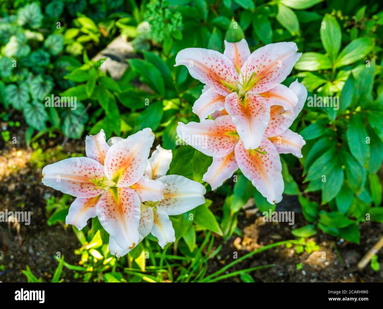 A close-up shot of spotted flowers Stock Photo - Alamy