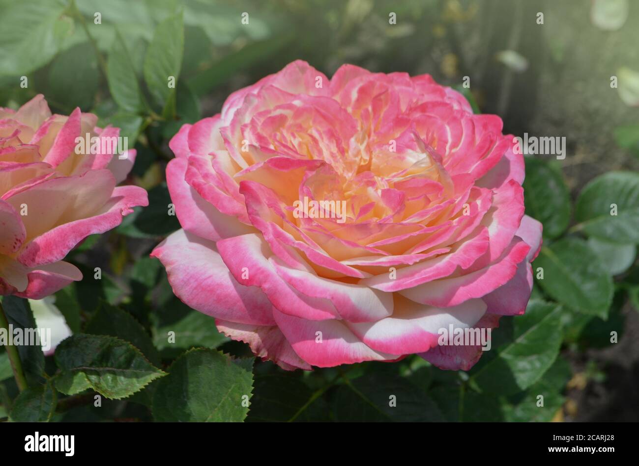 Rose petel change from yellow to pink. Rose Aquarell growing outdoor ...