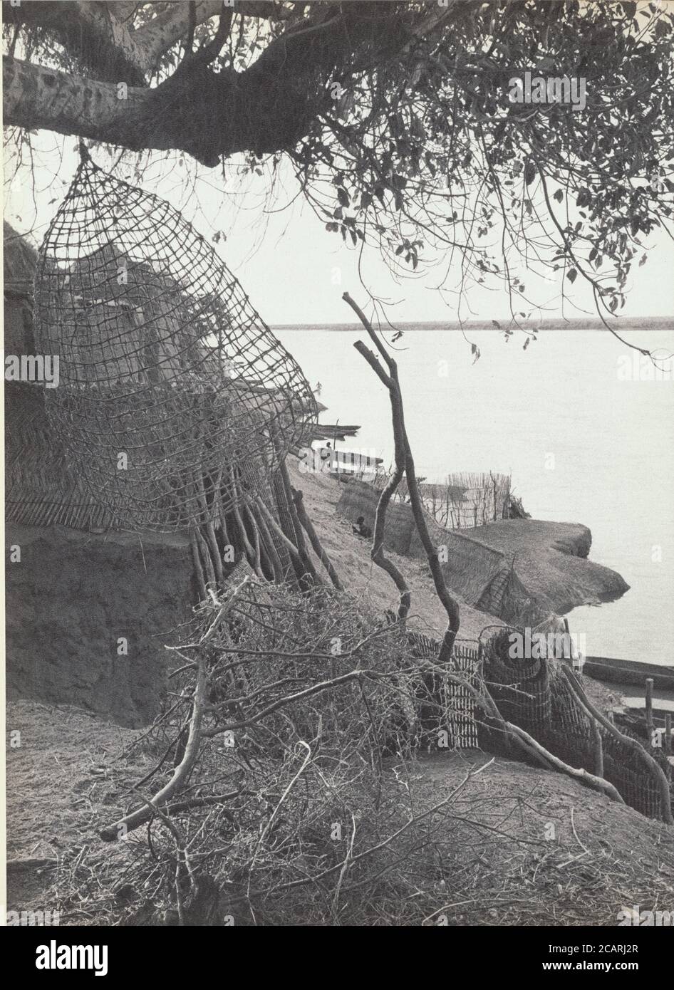 vintage animal illustration vintage classical artistic drawing Stock ...