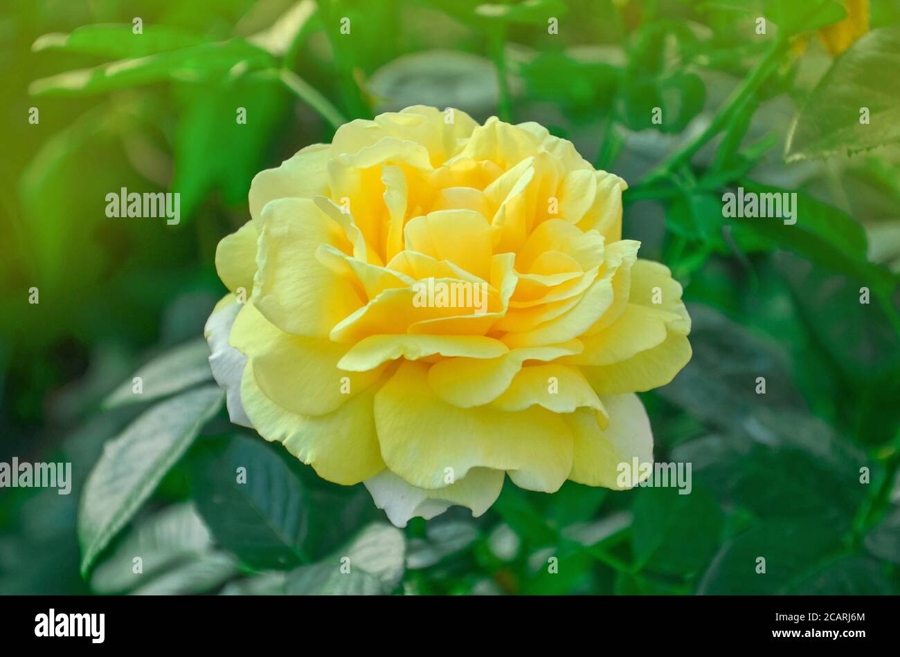 Yellow roses in sunny garden. Beautiful yellow roses. Bush of yellow ...