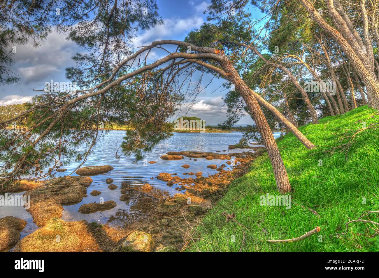 pine trees over the water in Lake Calik, Sardinia Stock Photo - Alamy