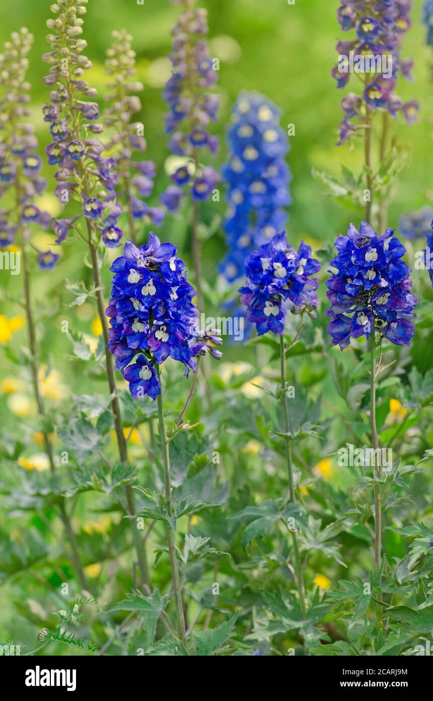 Delphinium blue grows in the garden. Double delphinium blue flower ...