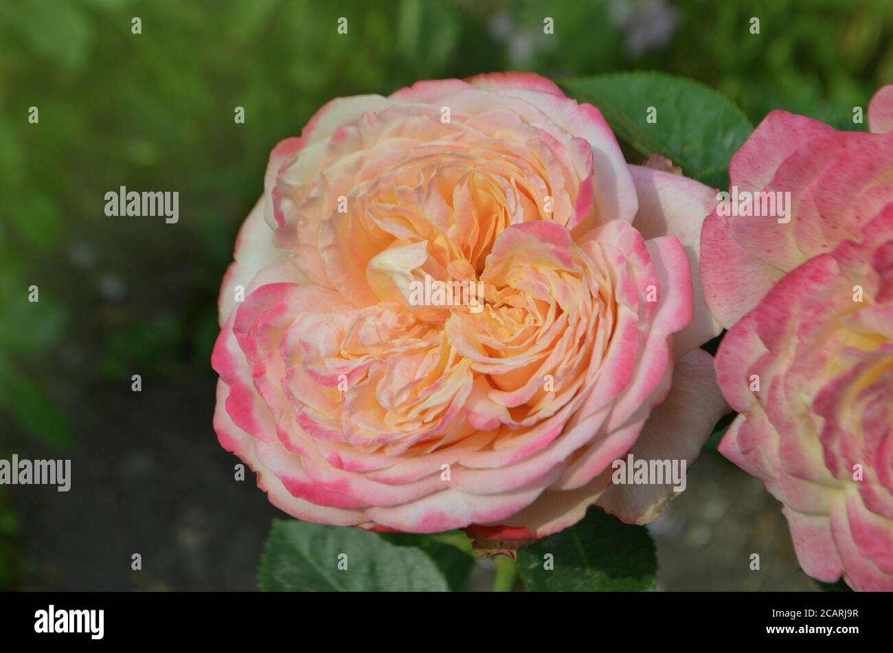 Double tone rose hi-res stock photography and images - Alamy