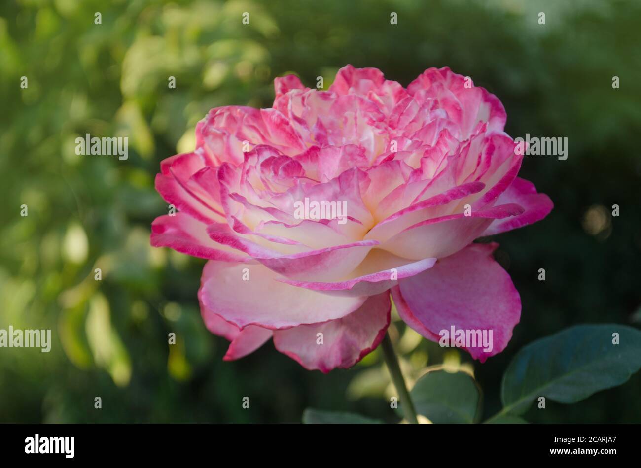 Rose petel change from yellow to pink. Rose Aquarell growing outdoor ...