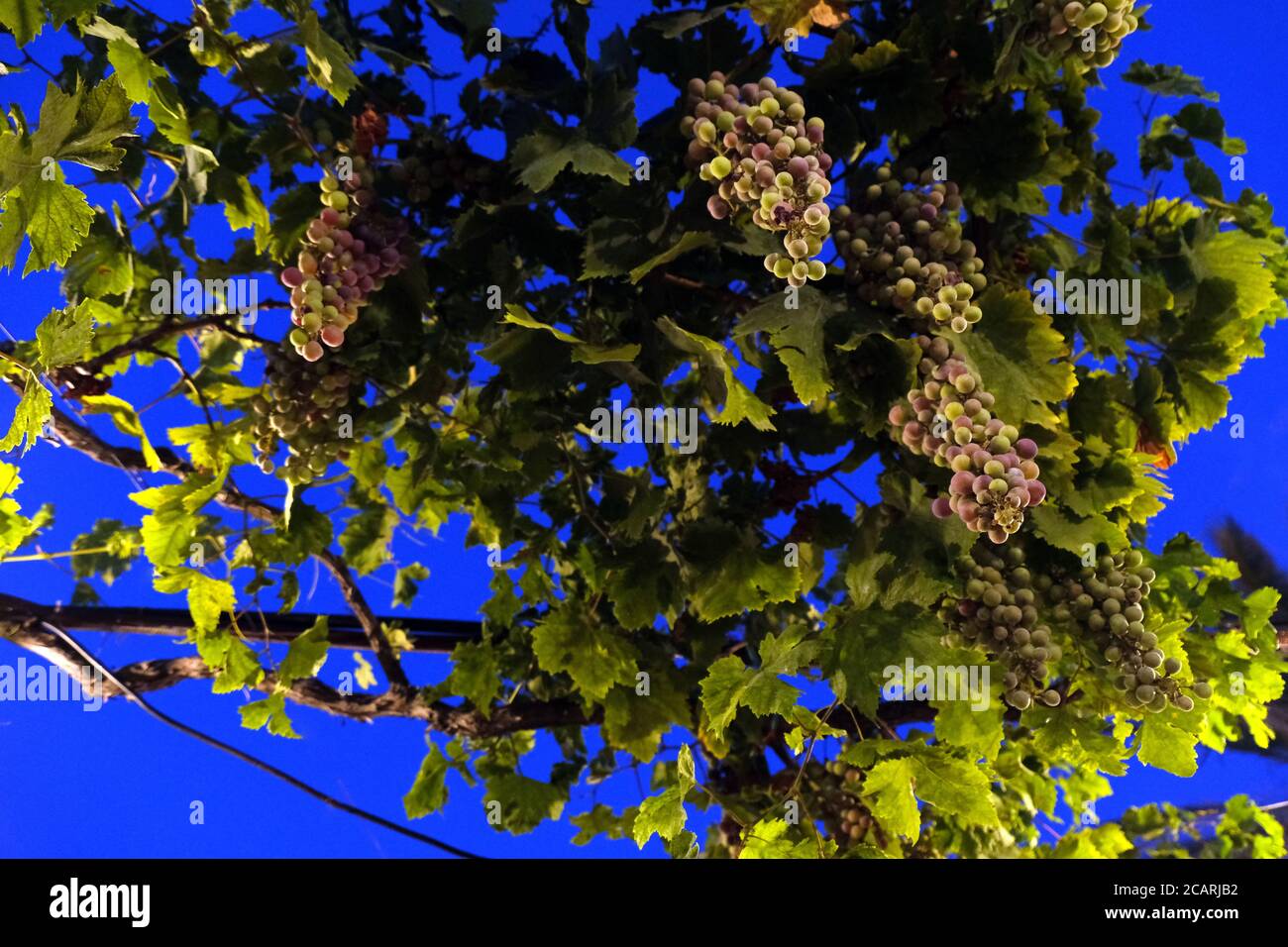 Grapevine in Polignano a Mare Stock Photo - Alamy