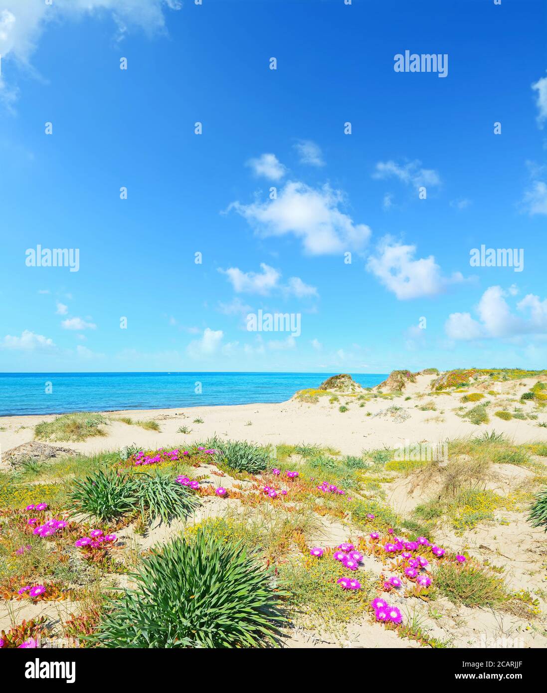 pink flowers in Platamona beach in the springtime. Shot in Sardinia ...